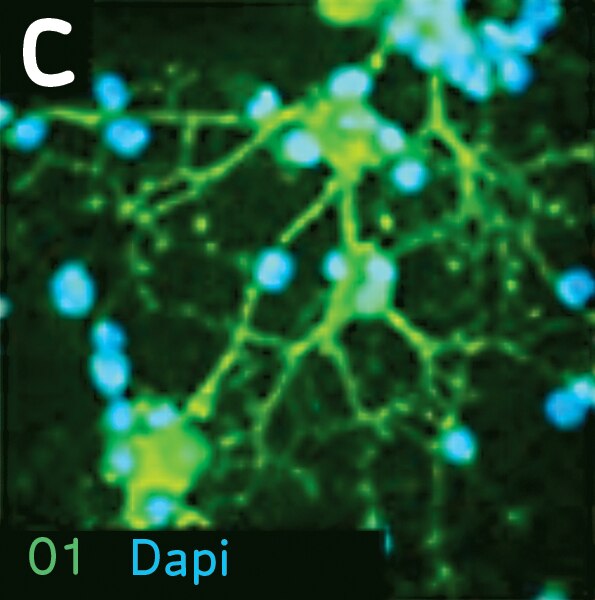 Neural Stem Cell Marker Characterization Kit | SCR019